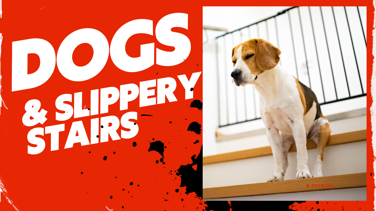 Top Solutions for Dogs and Wooden Slippery Stairs: Ensuring Pet Safety ...